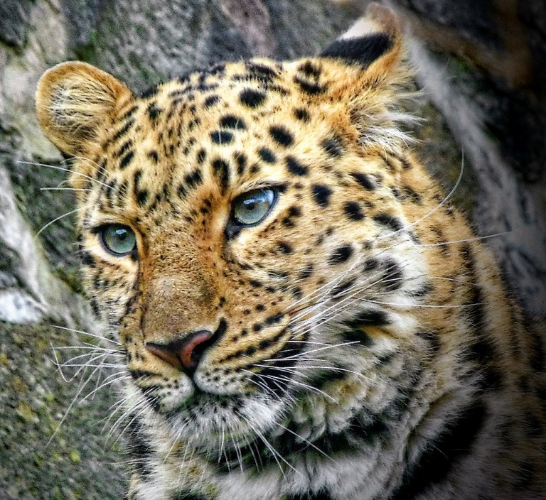 Leopard face - Sarx