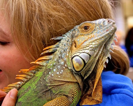 Lizard cuddle - Sarx