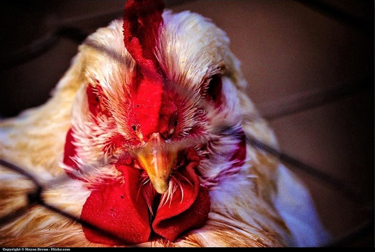 Unhappy Chicken - Sarx