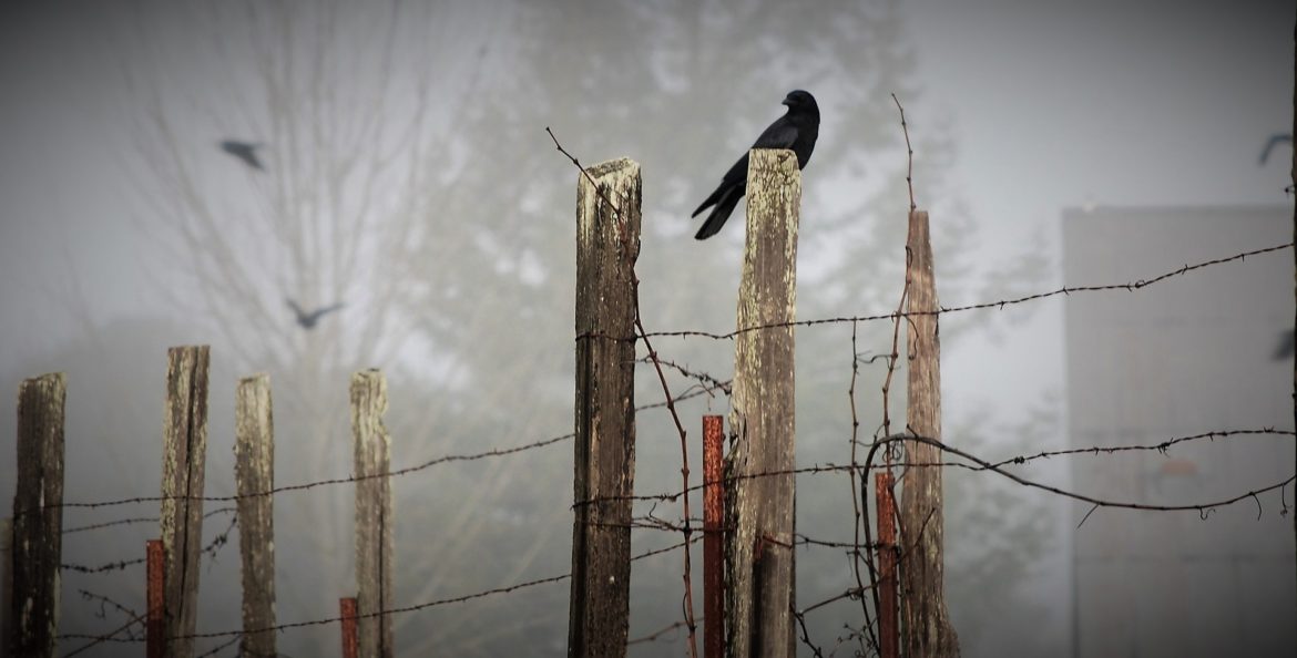 Raven on post - Sarx