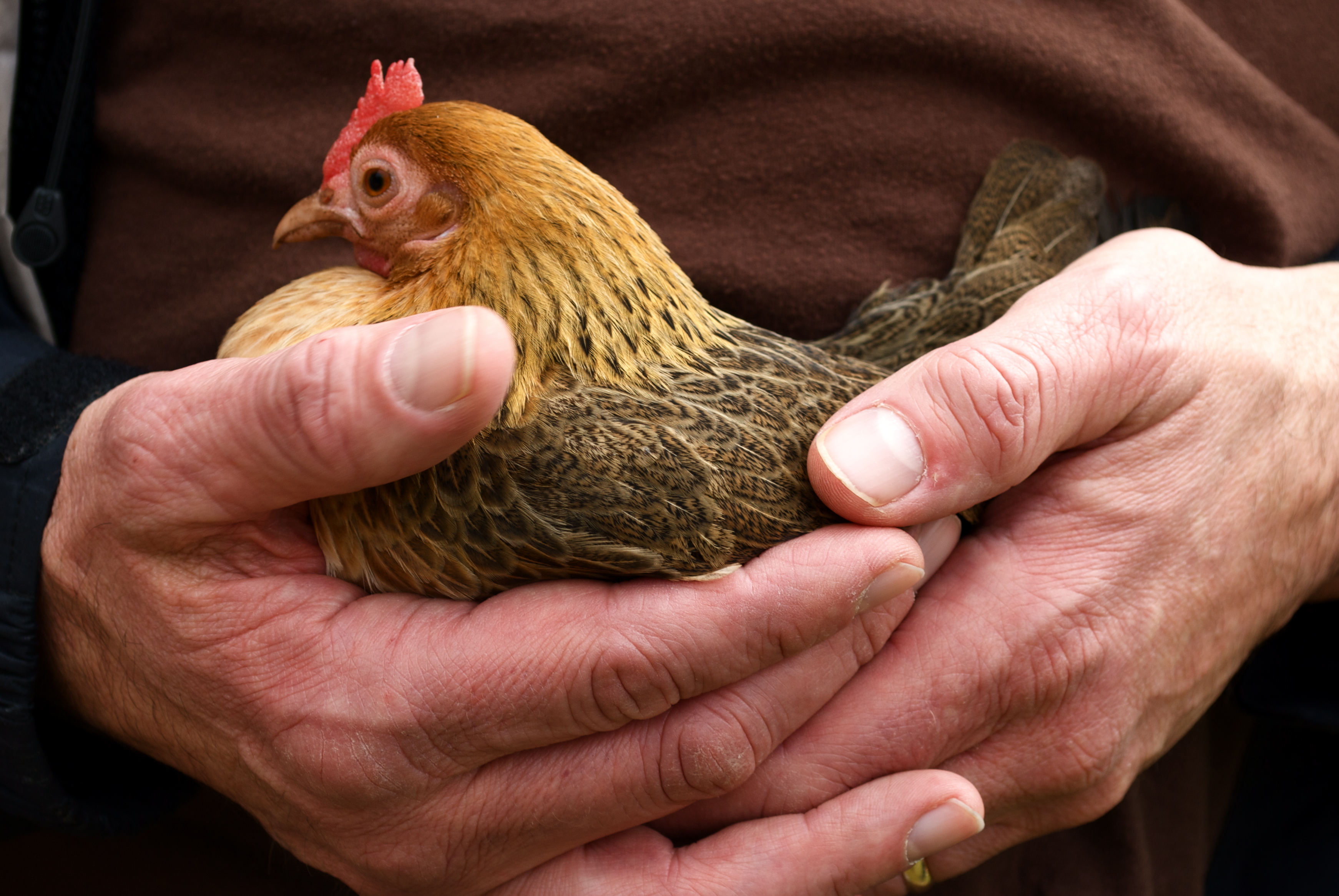 chicken in hands - Sarx