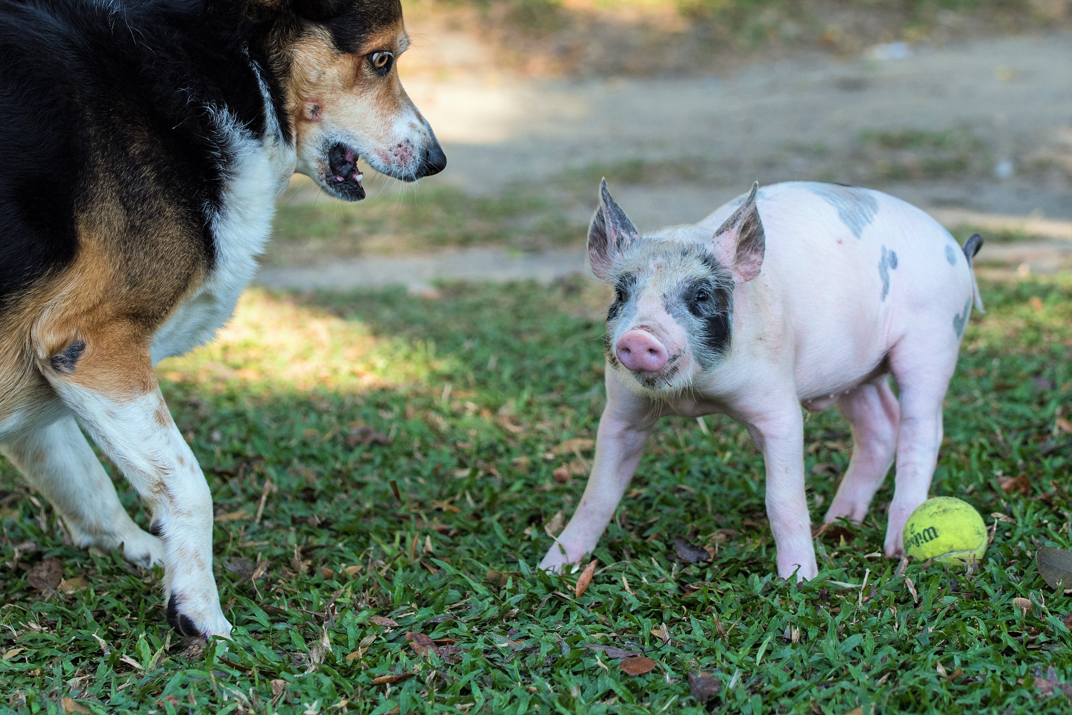 Dog and pig with ball - Sarx