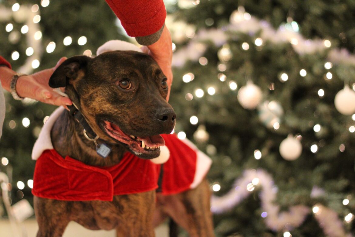 Animals at Christmas: A Tale of Two Pictures - Sarx