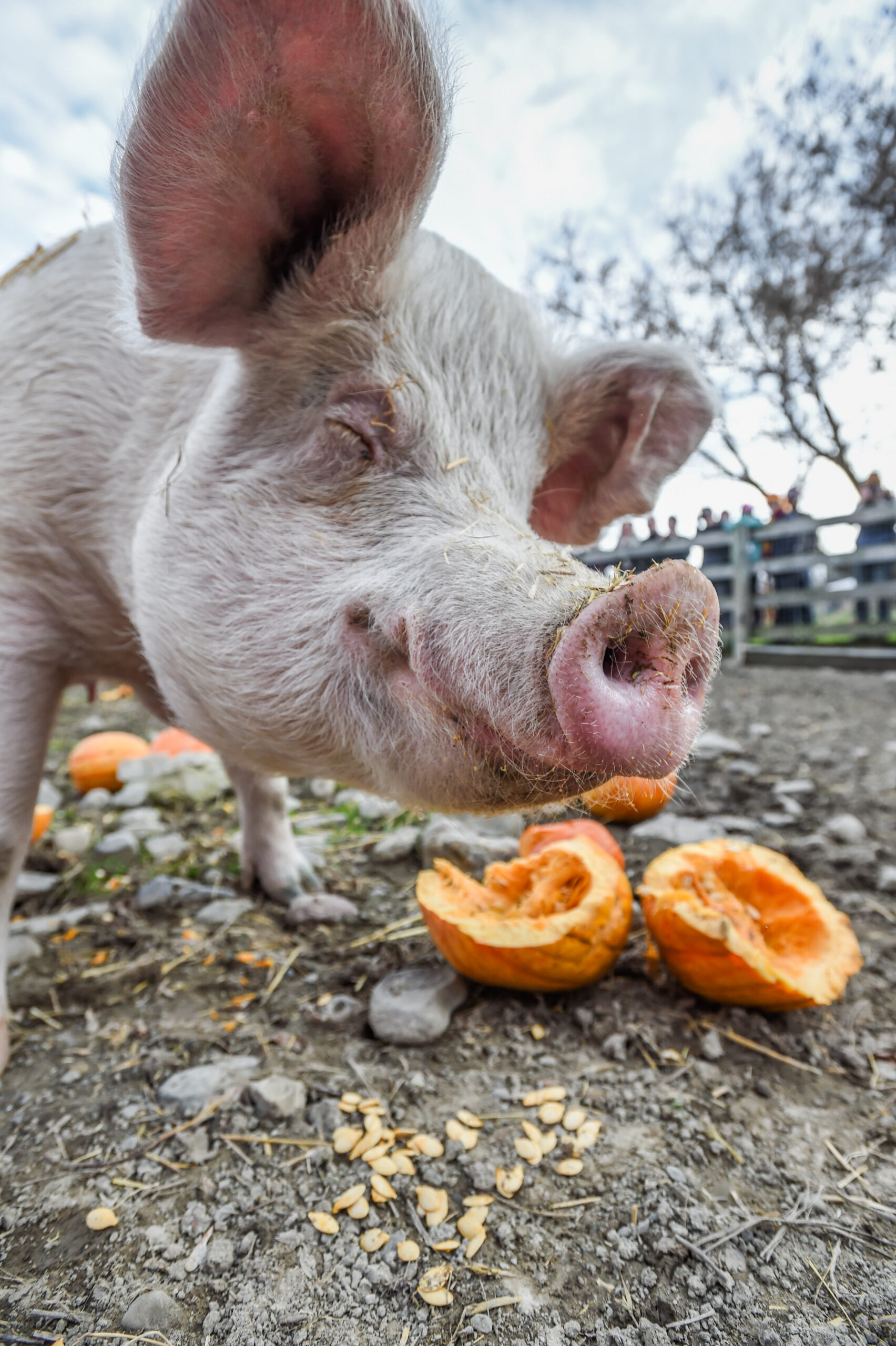 A pig enjoying a pumpkin at Thanksgiving. USA, 2015. - Sarx